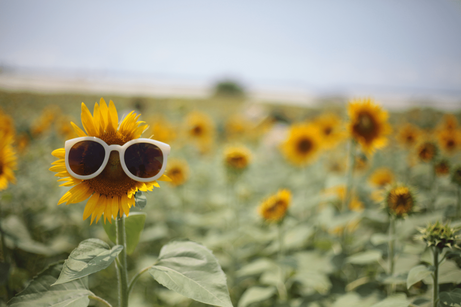 74 Summer Writing Prompts For Students To Keep Them Engaged And