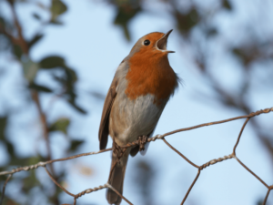 Words to Describe a Voice: A Comprehensive List - brilliantio